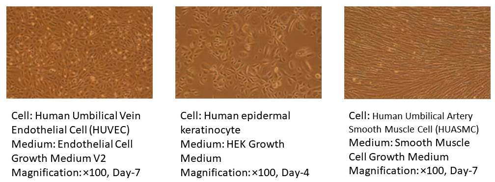 Nacalai USA, Inc. | Product | Collagen Type I Coated Plate & Dish