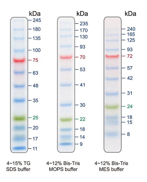 Prestained Protein Ladder, Broad Range - 2BScientific