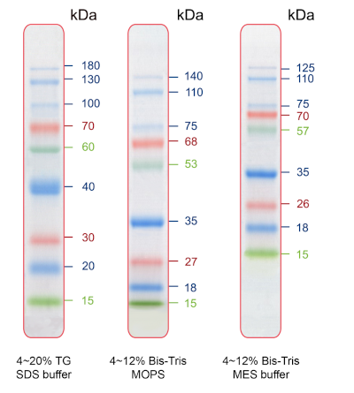 Nacalai USA, Inc. | Product | Prestained Protein Ladder, Mid Range