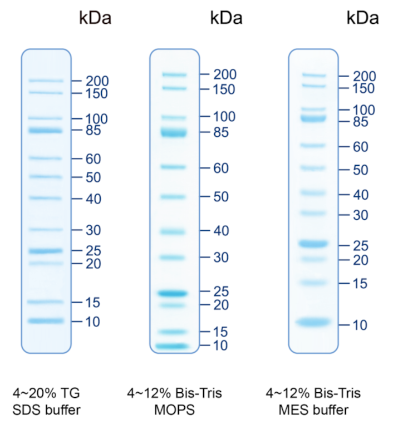 Unstained Protein Ladder, Broad Range - 2BScientific