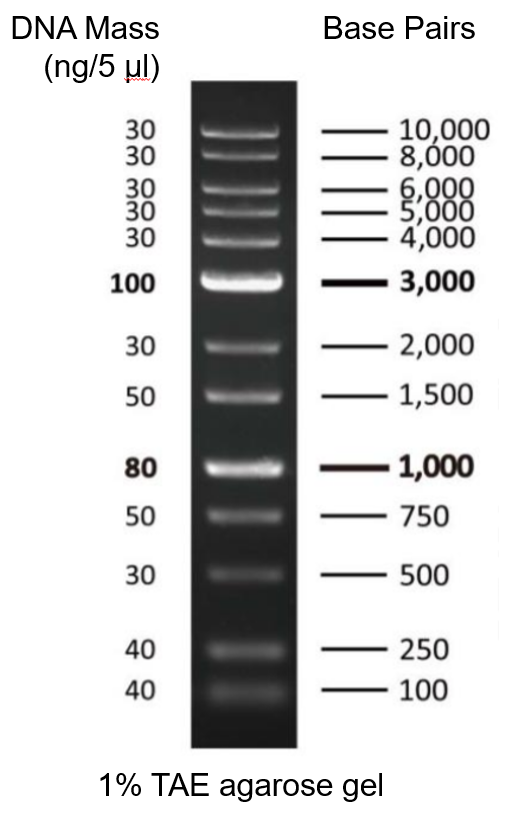 Nacalai USA, Inc. | Product | DNA Ladder