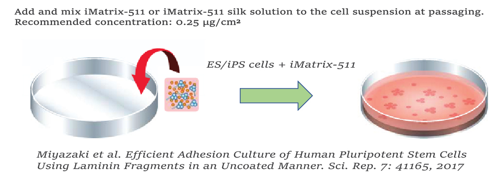Nacalai USA, Inc. | Product | iMatrix-511(recombinant laminin-511)