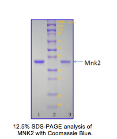 Nacalai USA, Inc. | Product | Recombinant Human MNK2