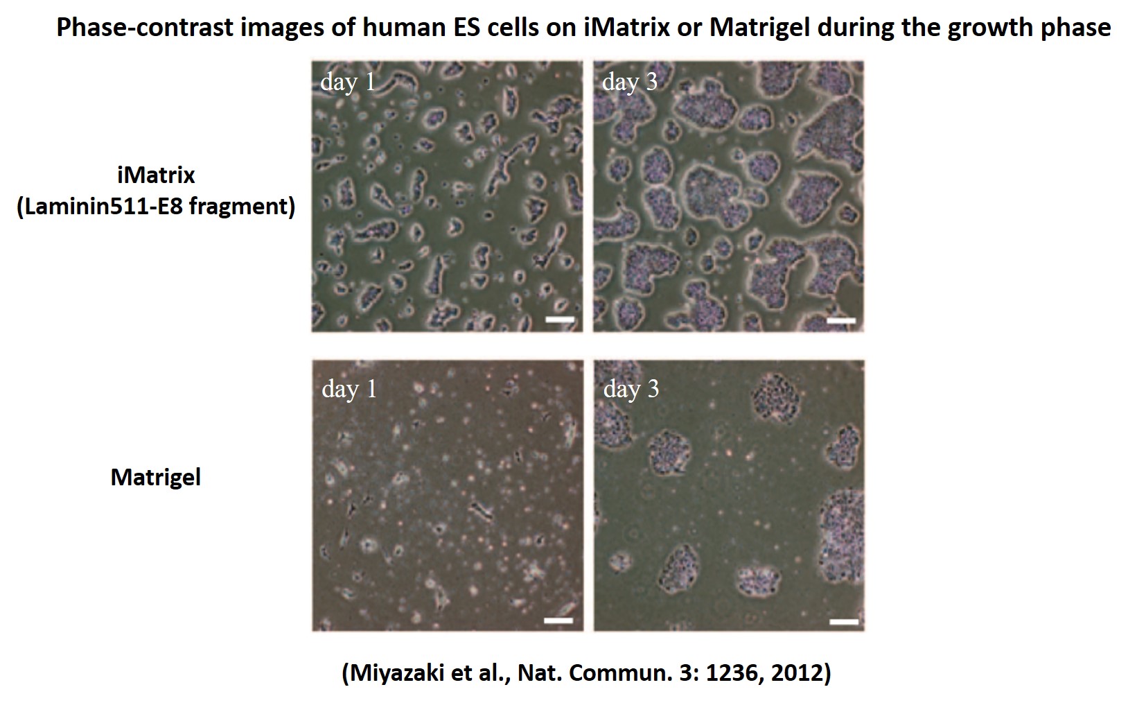 Nacalai USA, Inc. | Product | iMatrix-511(recombinant laminin-511)